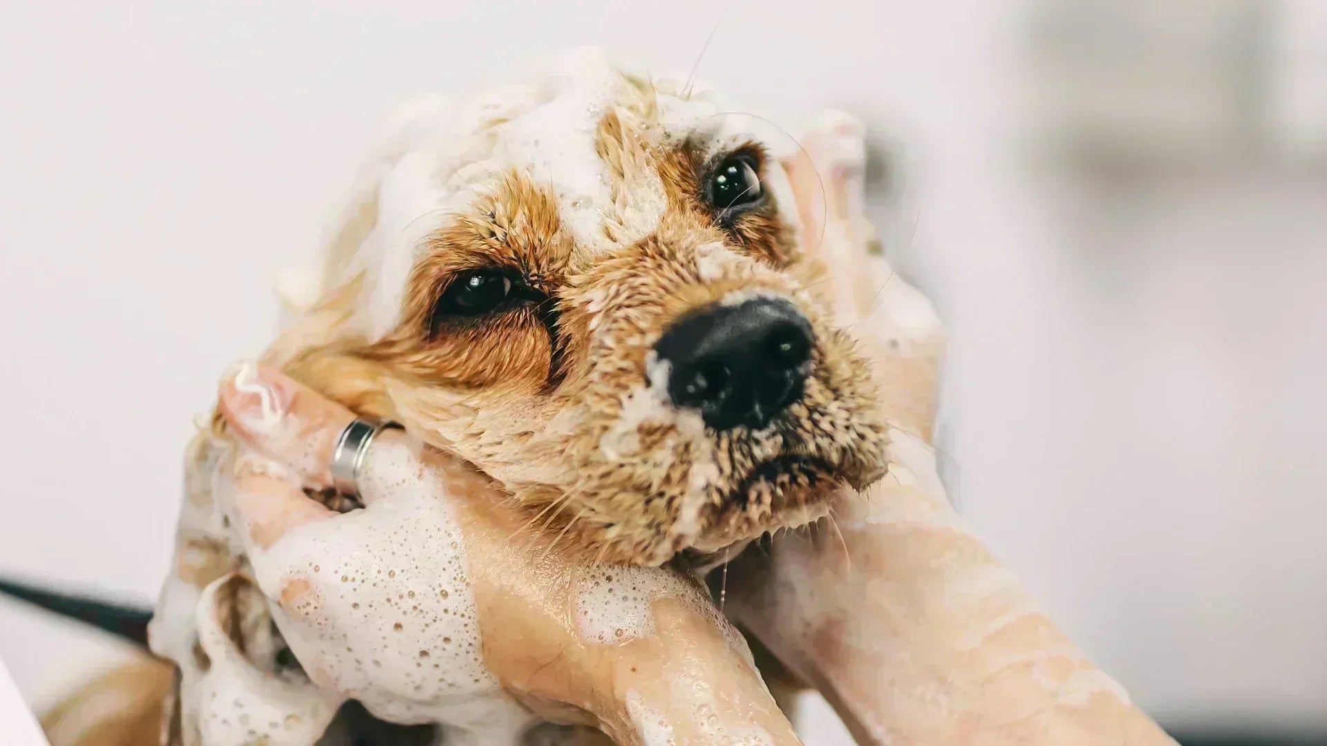 How to Groom a Dog at Home Step-by-Step | UAE Pet Parent’s Guide